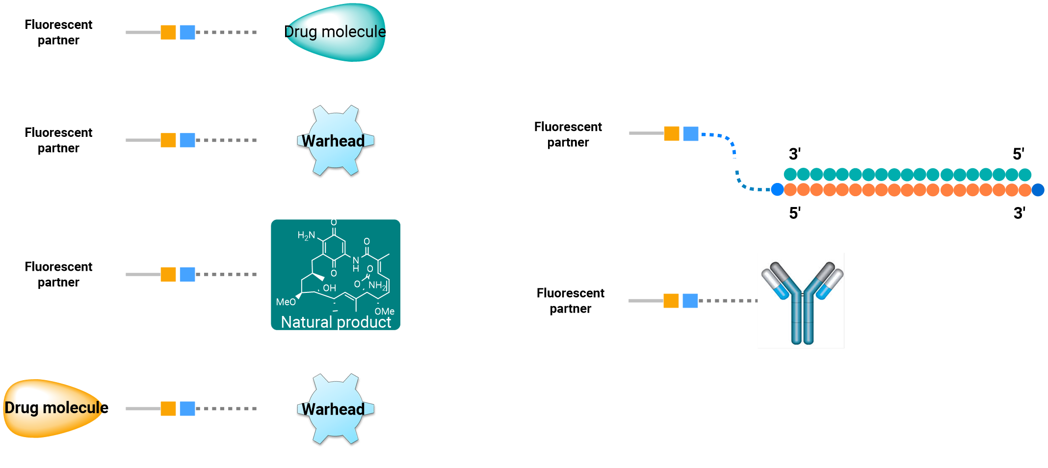 Fluorescent Bio-probe and Labeling | WuXi RCS-Research Chemistry ...