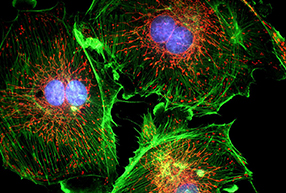 Fluorescent Bio-probe and Labeling | WuXi RCS-Research Chemistry ...