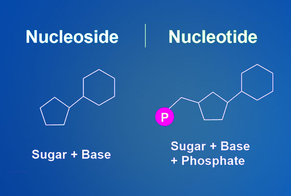 Nucleoside | WuXi RCS-Research Chemistry Services，small molecule discovery